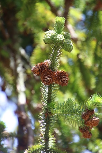 How to Plant and Grow China fir(Cunninghamia lanceolata)