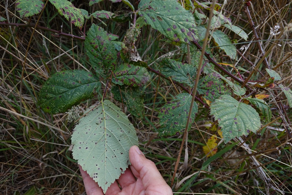 Phragmidium Flower, Leaf, Care, Uses - PictureThis