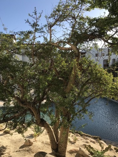 Bursera microphylla - PictureThis