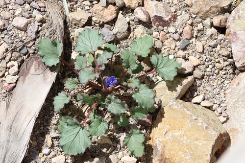Blue Bell Plant Locations How To Plant, Grow, And Care For Bluebells