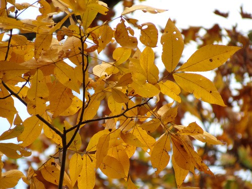 Pignut hickory (Carya glabra) Flower, Leaf, Care, Uses - PictureThis