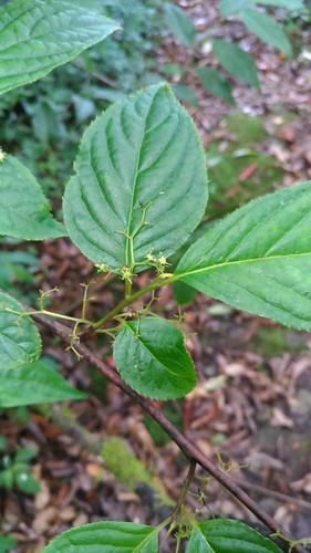 Perrottetia arisanensis - PictureThis