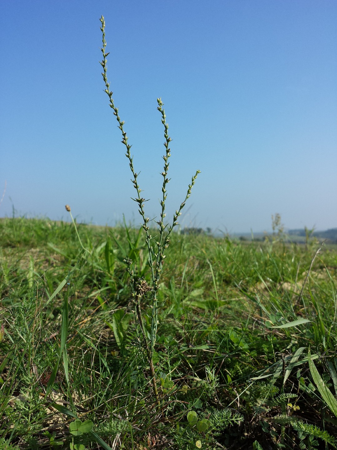 Paseriformes de tomillo (Thymelaea passerina) - PictureThis