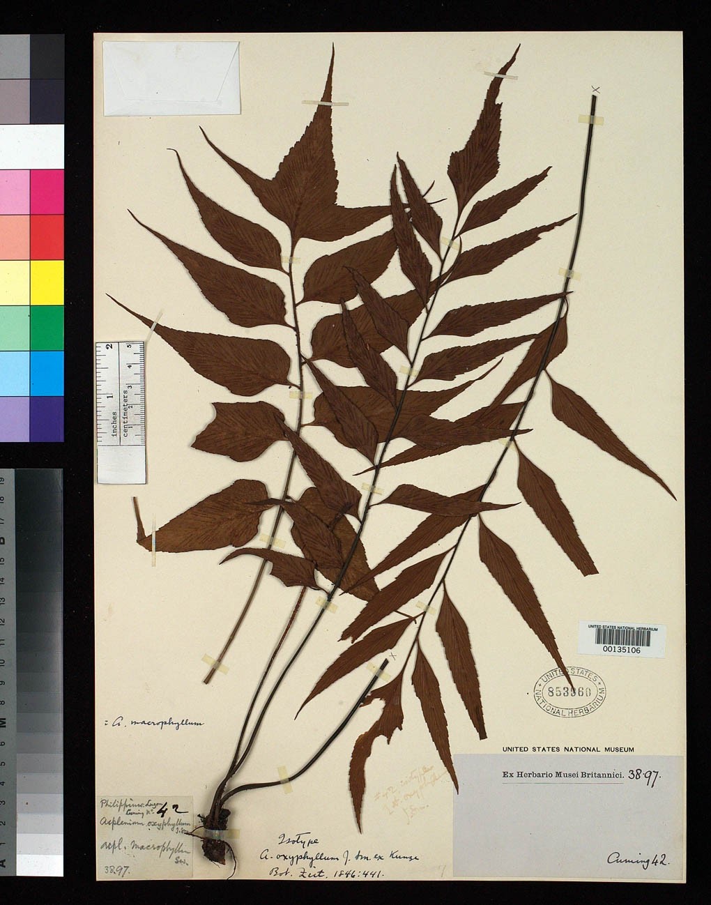 Asplenium polyodon - PictureThis