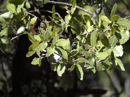 Emory-eiche (Quercus emoryi) - PictureThis