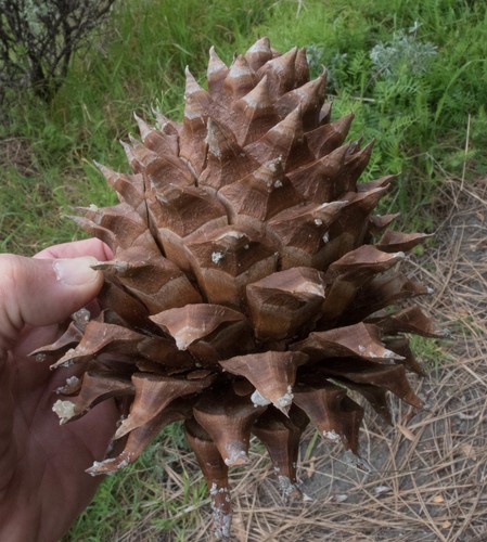 Pin gris de californie (Pinus sabiniana) - PictureThis