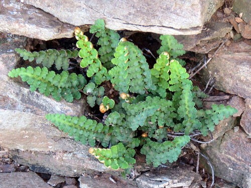 Asplenium cordatum - PictureThis
