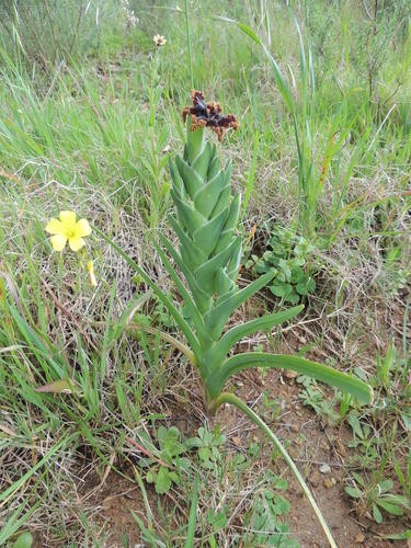 Ferraria crispa - PictureThis