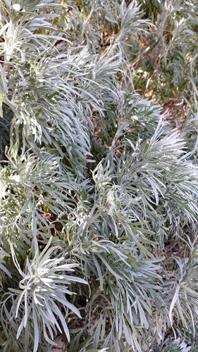 Tree wormwood (Artemisia arborescens) Flower, Leaf, Care, Uses ...