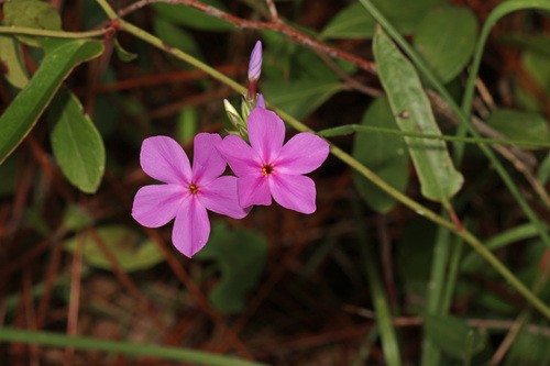 Thick-leaf phlox (Phlox carolina) Flower, Leaf, Care, Uses - PictureThis