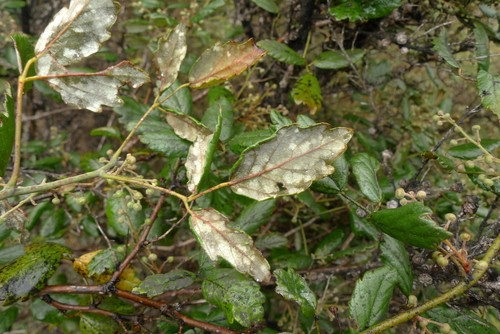 Rubus schmidelioides - PictureThis