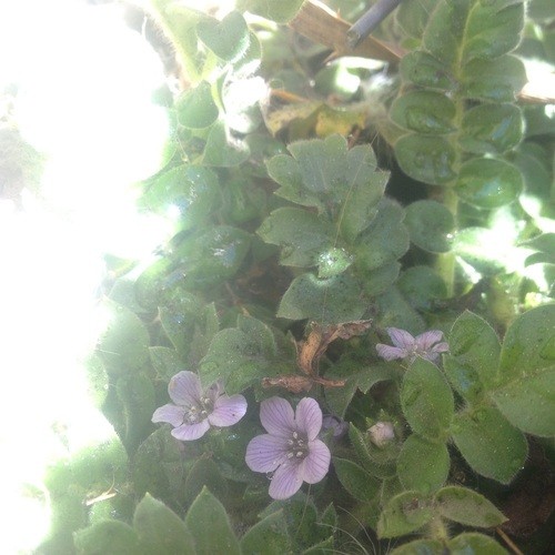 Flor blanca (Phacelia platycarpa) - PictureThis