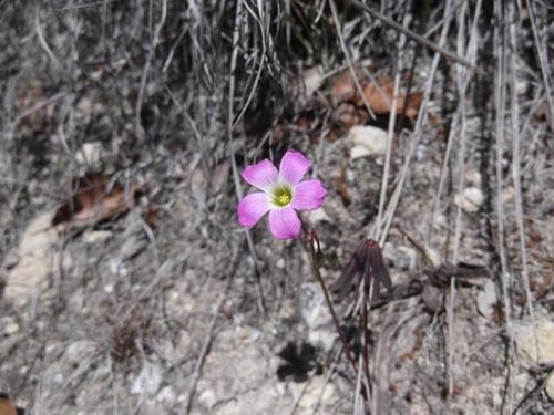 Acederilla (Oxalis decaphylla) - PictureThis