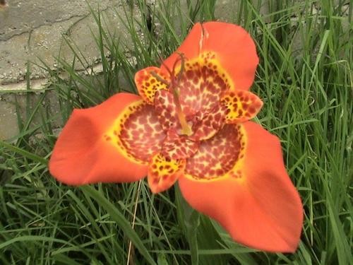 Flor de tigre (Tigridia pavonia) - PictureThis