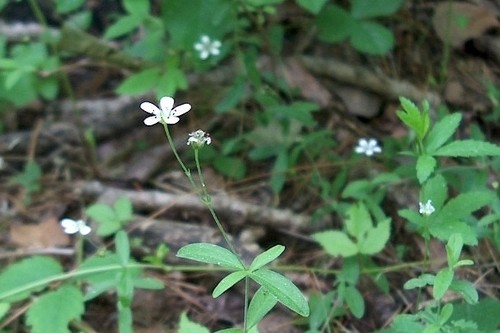 Bluntleaf sandwort (Moehringia lateriflora) Flower, Leaf, Care, Uses ...