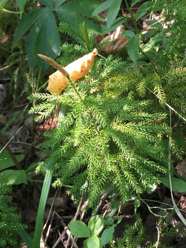 Treelike clubmoss Care (Watering, Fertilize, Pruning, Propagation ...