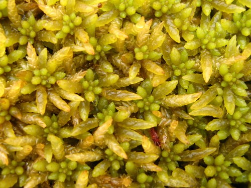 Papillose sphagnum (Sphagnum papillosum) Flower, Leaf, Care, Uses ...