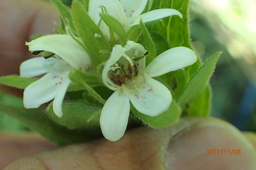 🌱 How to Propagate Duvernoia andromeda