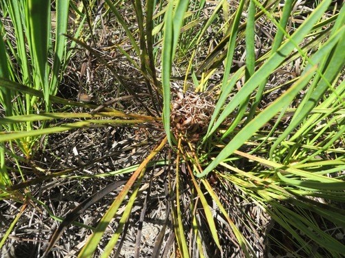 Protea angustata - PictureThis