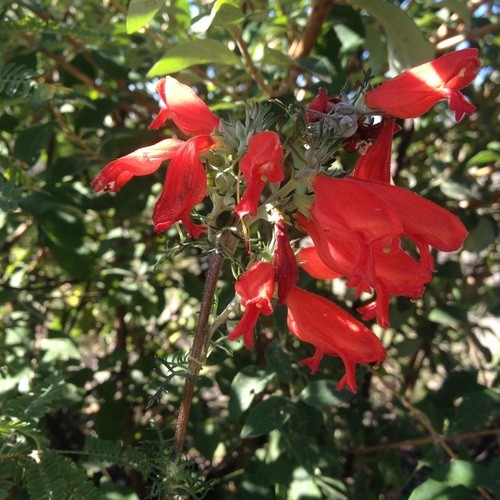 Lamourouxia multifida Flower, Leaf, Care, Uses - PictureThis