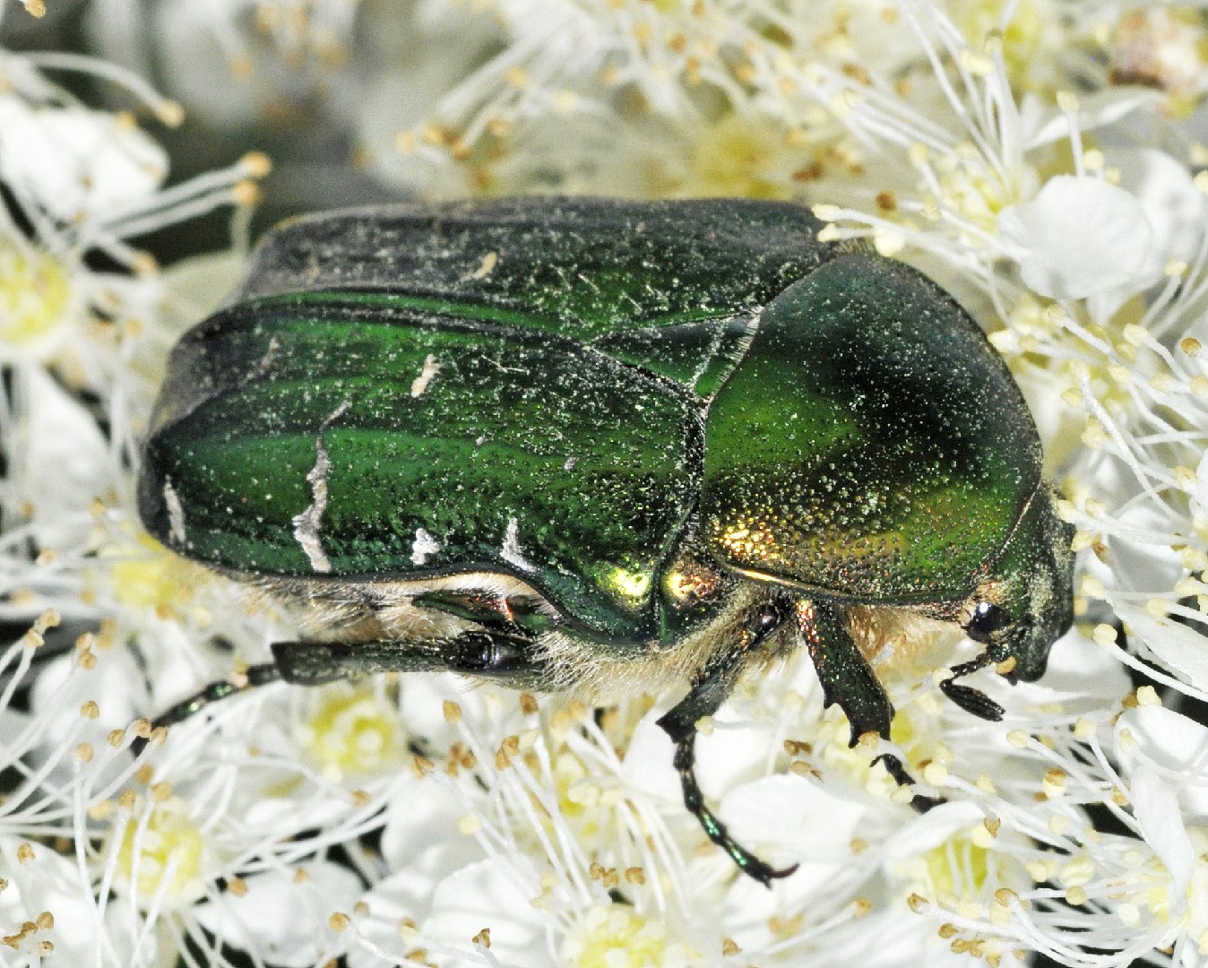 How to Pollinate Pineapple? (Pollinators, Time Window, Enhance, and ...