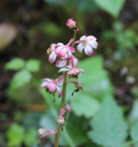 Pyrola asarifolia - PictureThis
