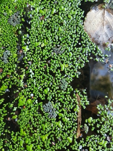 Azolla (Azolla filiculoides) - PictureThis