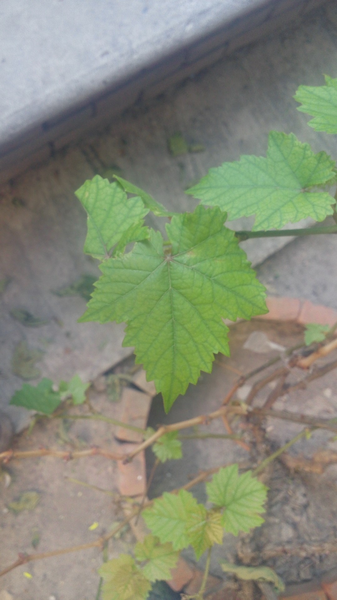 Identificación De Plantas De Vid De Interior