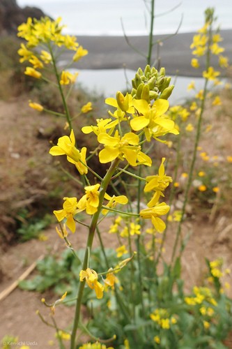 Nabo de campo (Brassica rapa) - PictureThis