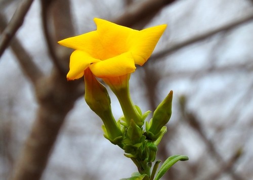 Cascabela ovata Flower, Leaf, Care, Uses - PictureThis