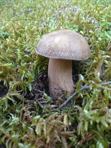 Summer bolete (Boletus reticulatus) Flower, Leaf, Care, Uses - PictureThis