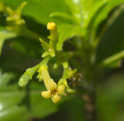 Nodding wikstroemia Care (Watering, Fertilize, Pruning, Propagation ...