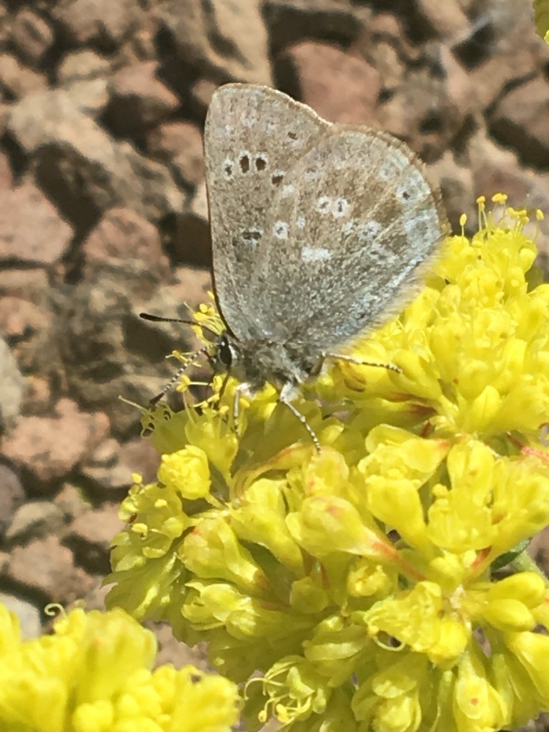Alforfón de flor de azufre (Eriogonum umbellatum) - PictureThis
