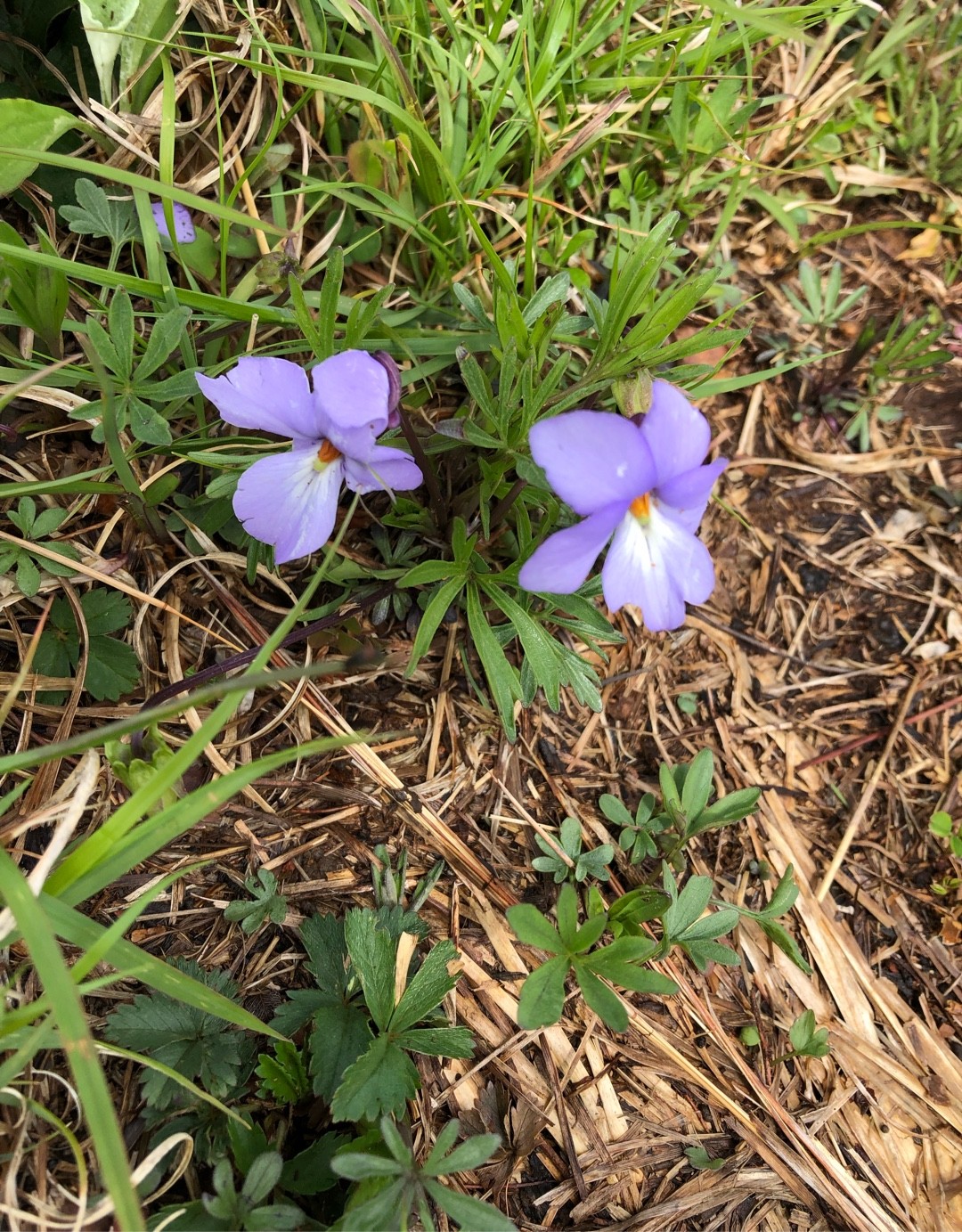Viola pedata - PictureThis