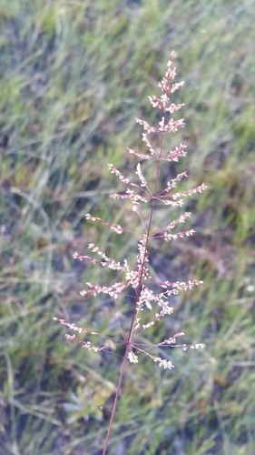 ️️ How to Prune Pinewoods dropseed