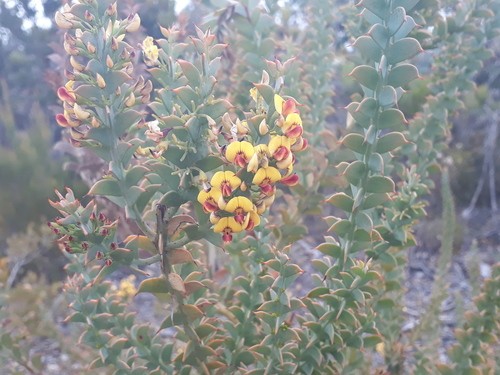 Daviesia striata - PictureThis