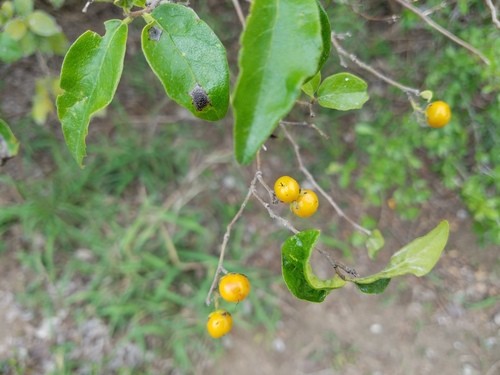 Anacua (Ehretia anacua) - PictureThis
