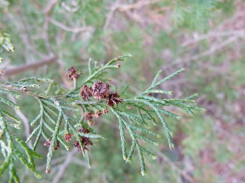 Cedro blanco del Atlántico (Chamaecyparis thyoides) - PictureThis