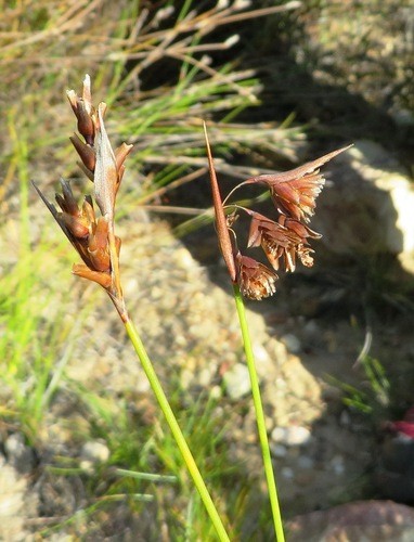 Jointed rushes (Restionaceae) Flower, Leaf, Care, Uses - PictureThis