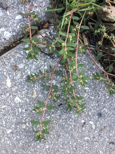 Lechosilla (Euphorbia maculata) - PictureThis