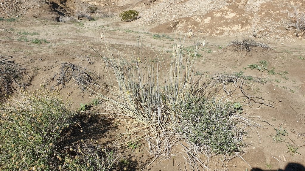 Candelilla bronca (Asclepias subulata) - PictureThis
