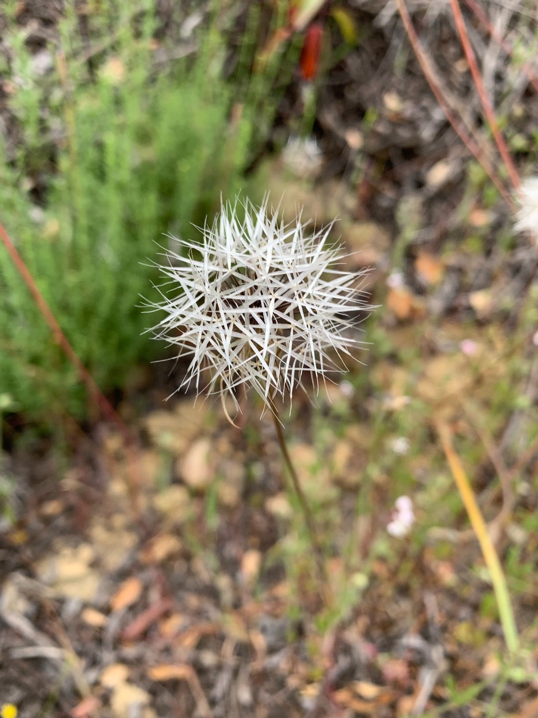 Microseris lindleyi - PictureThis