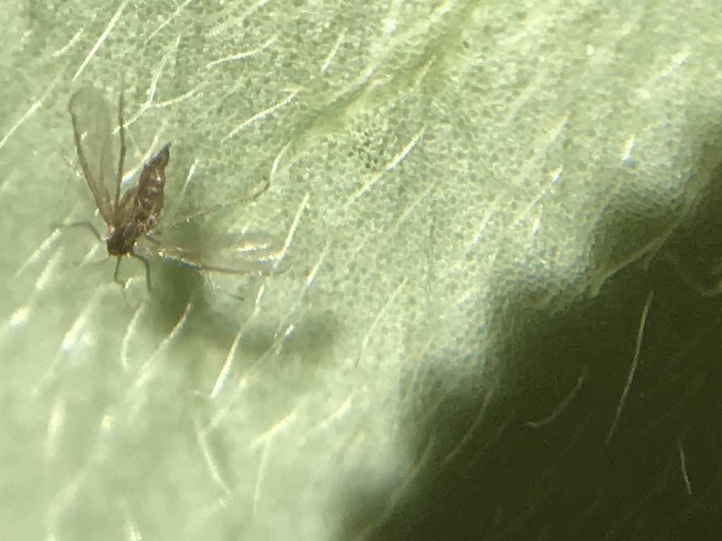 Pterygota - PictureThis