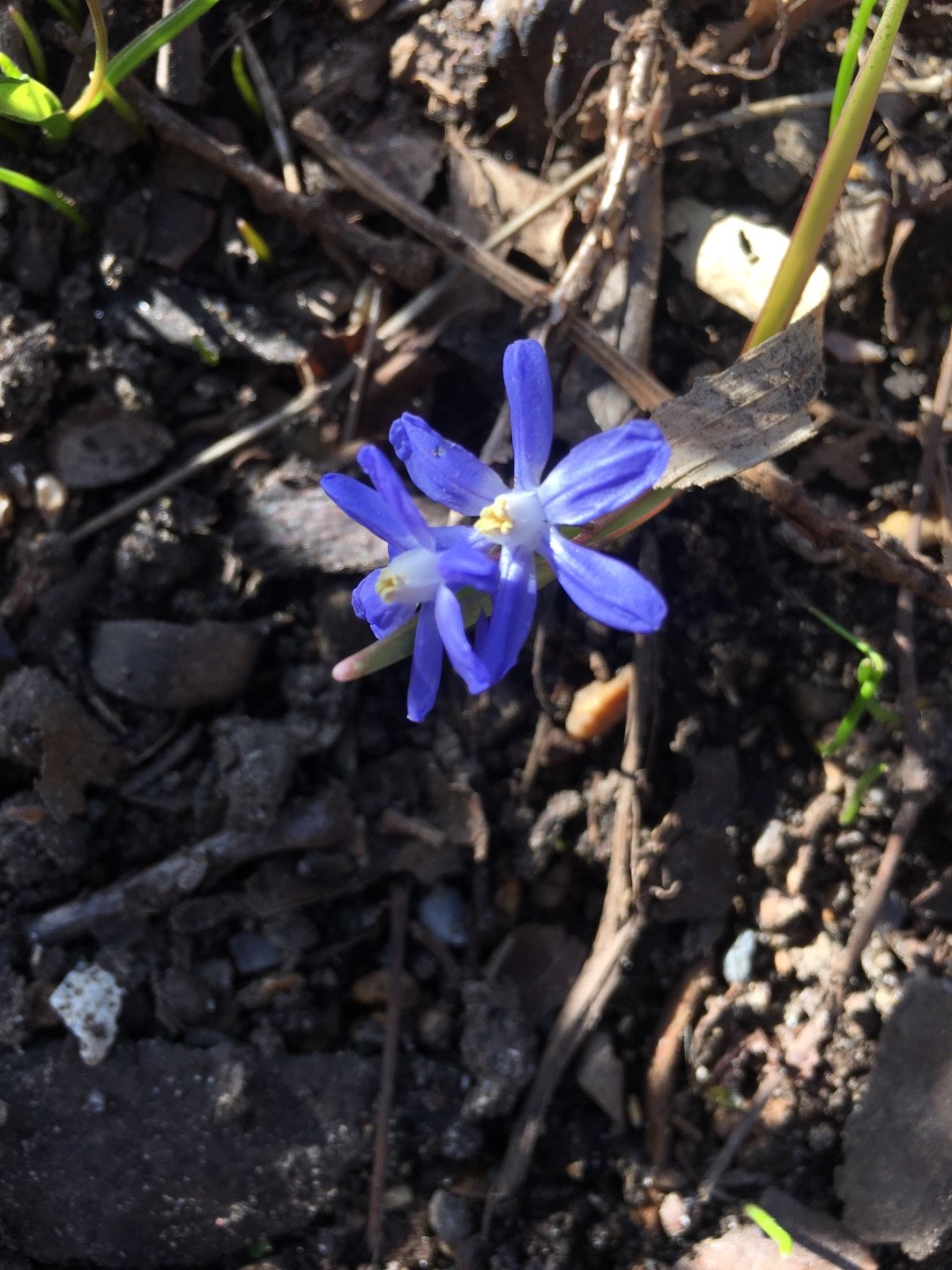 Forbes' glory-of-the-snow (Scilla forbesii) - PictureThis