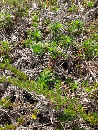 Dubautia scabra Flower, Leaf, Care, Uses - PictureThis