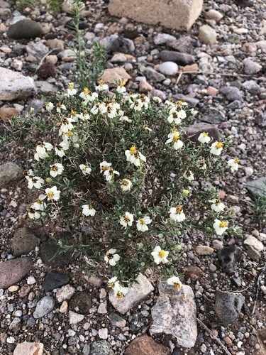 Hierba del burro (Zinnia acerosa) - PictureThis