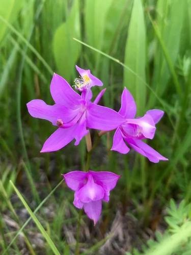 Calopogon - PictureThis