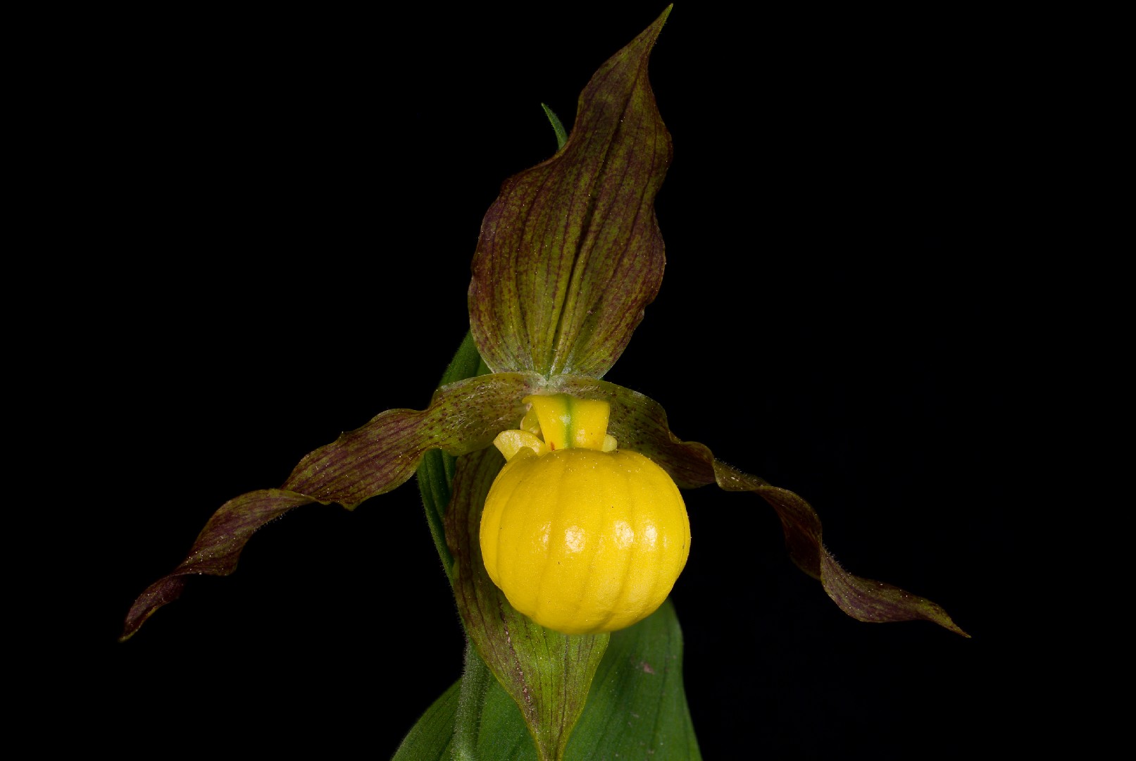 Cypripedium parviflorum var. pubescens - PictureThis