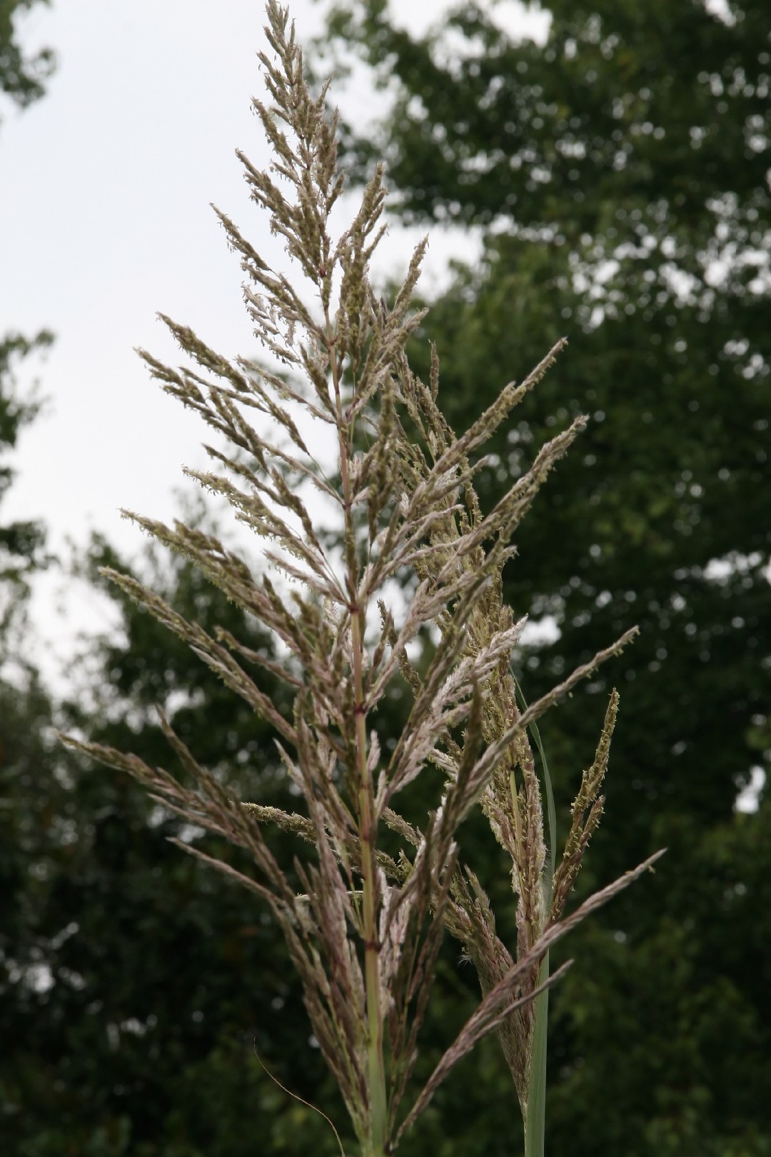 Эриантус равеннский (Saccharum ravennae) - PictureThis