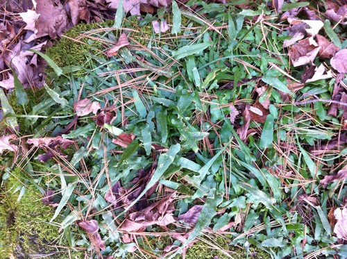 Walking fern (Asplenium rhizophyllum) Flower, Leaf, Care, Uses ...